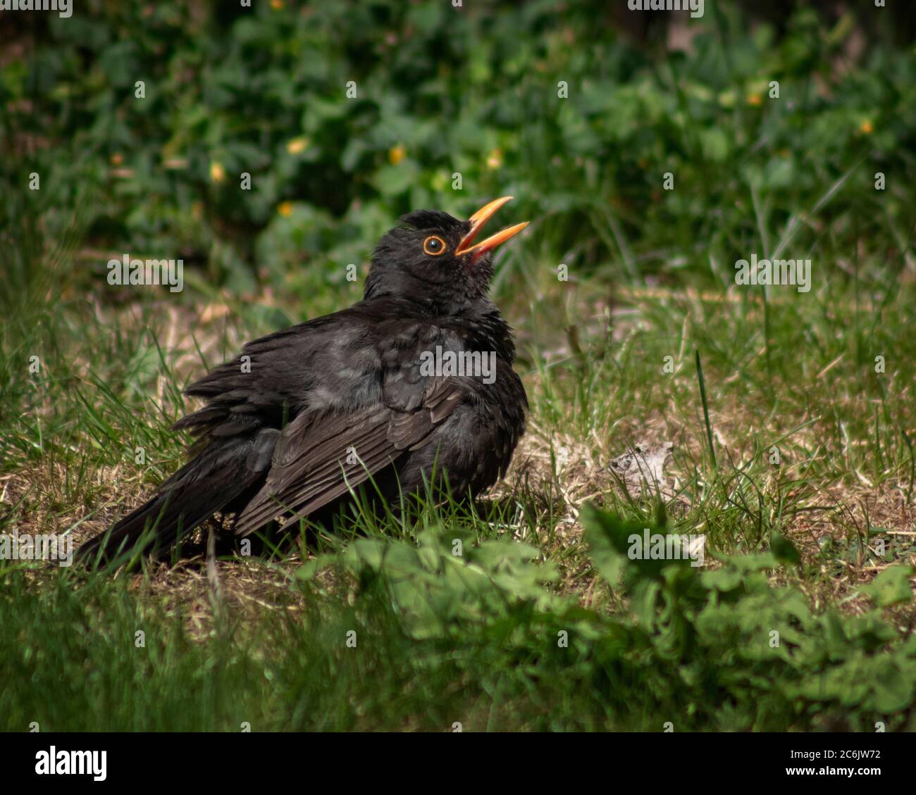Blackbird sunbathing hi-res stock photography and images - Alamy