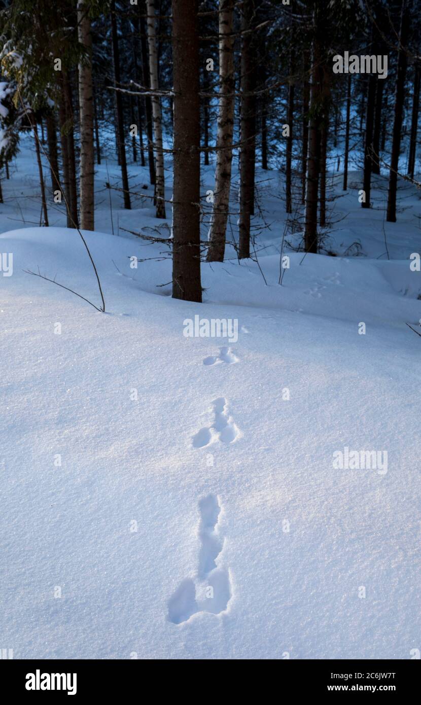 Hare paw prints hi-res stock photography and images - Alamy