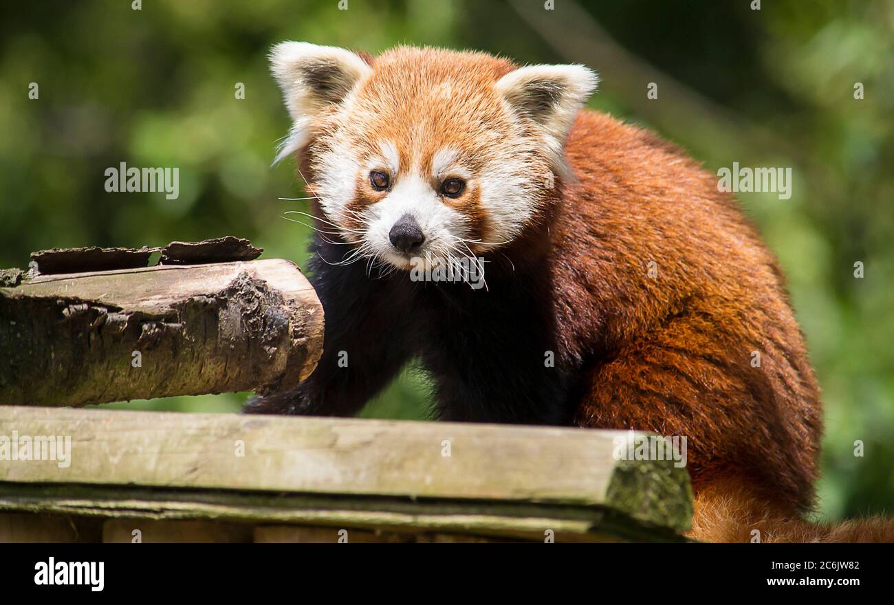 Panda standing tree hi-res stock photography and images - Alamy