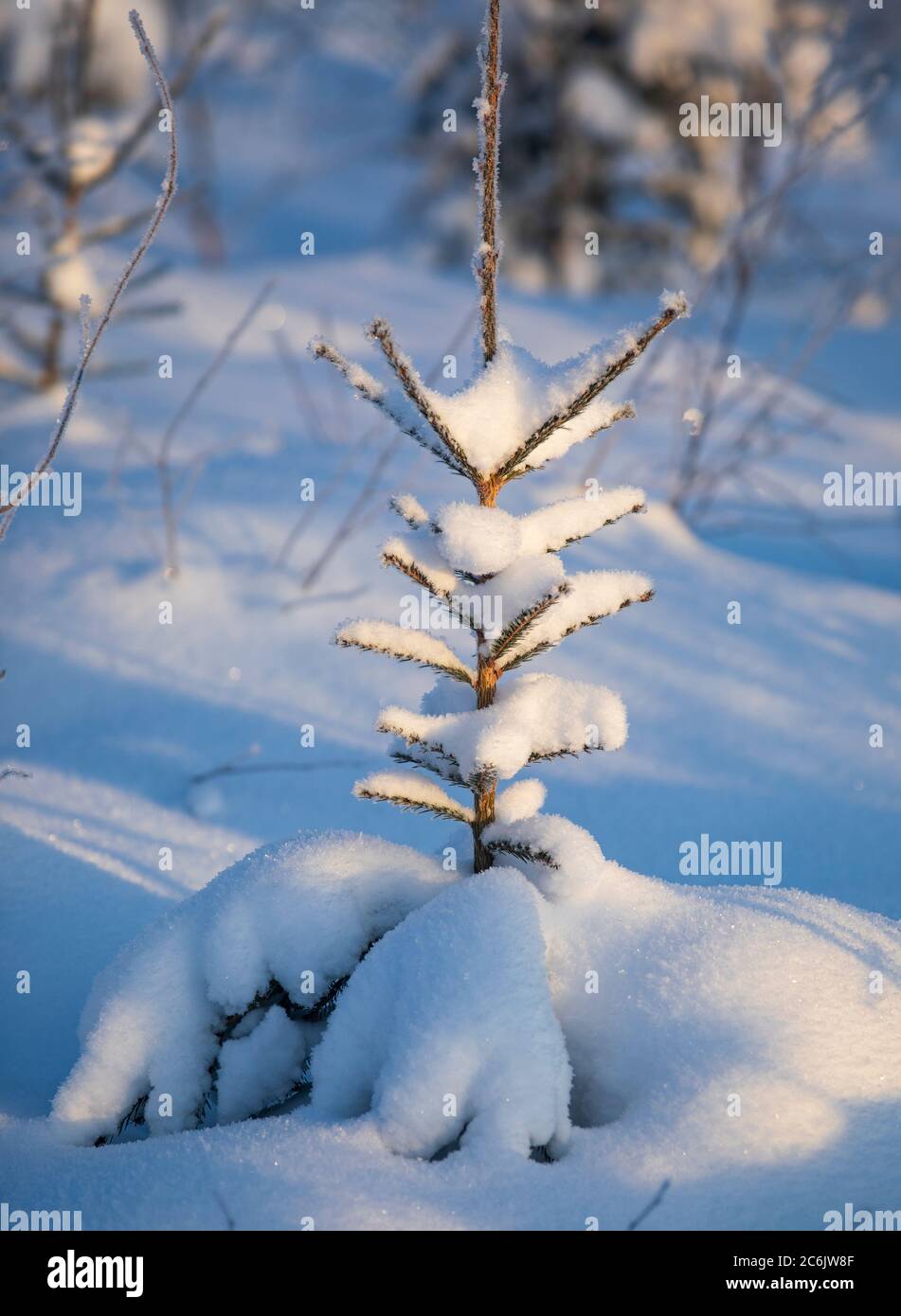Spruce sapling hi-res stock photography and images - Alamy