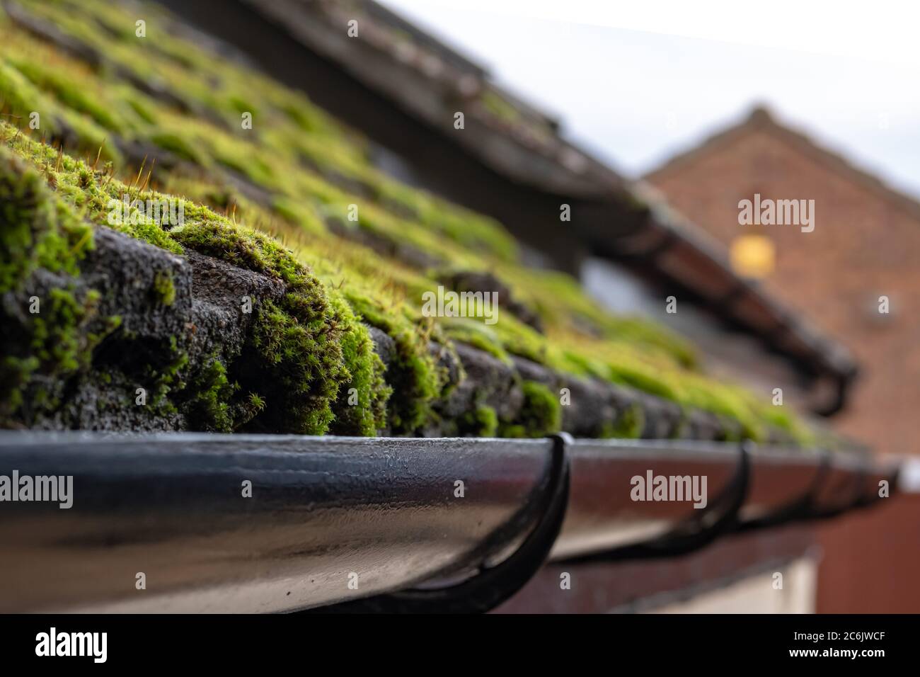 Close-up, shallow focus of a build up of damp moss seen covering a ...