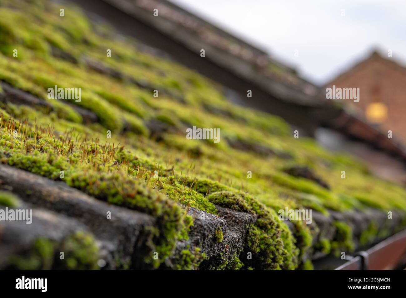 Close-up, shallow focus of a build up of damp moss seen covering a ...