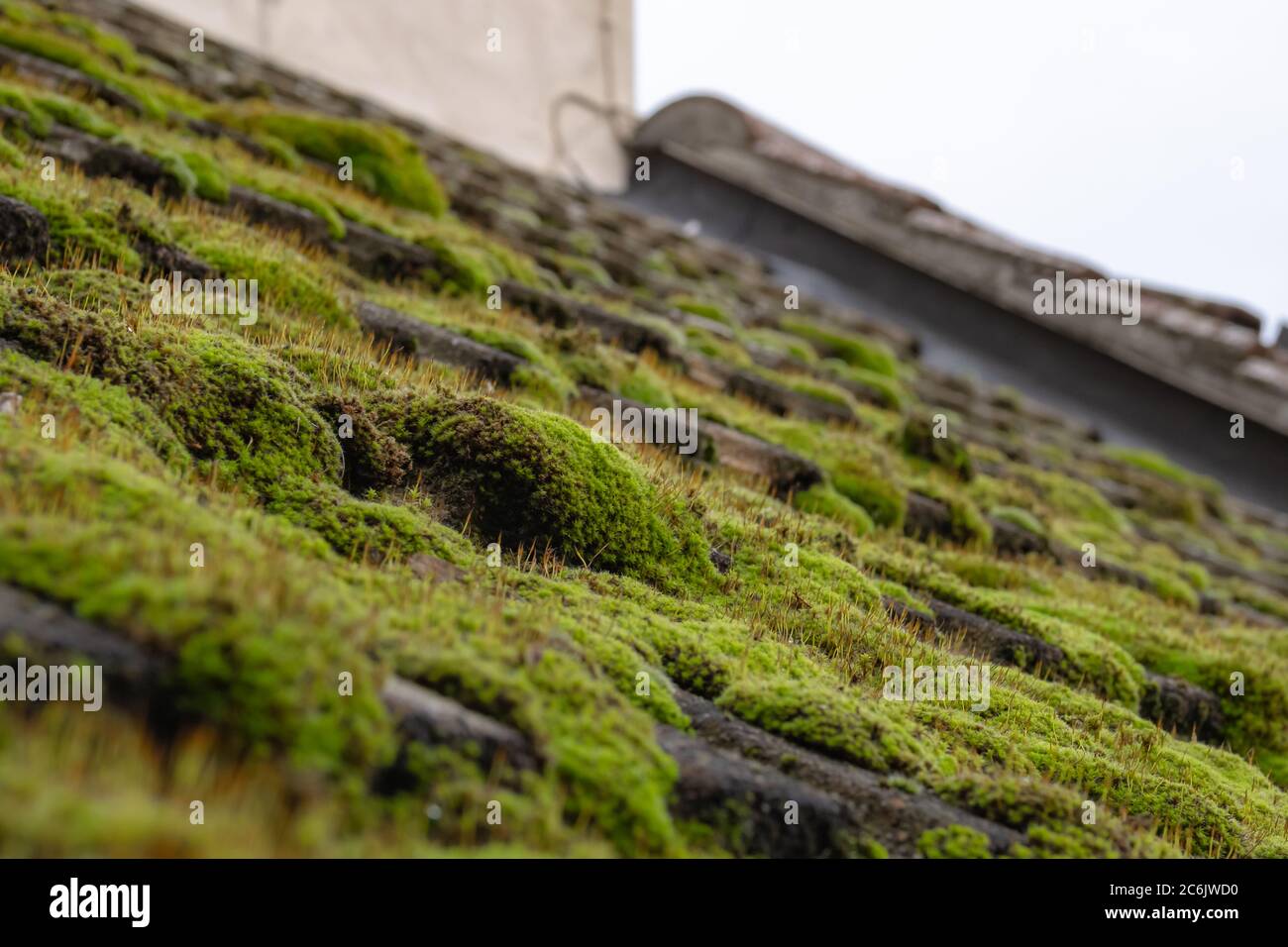 Close-up, shallow focus of a build up of damp moss seen covering a ...