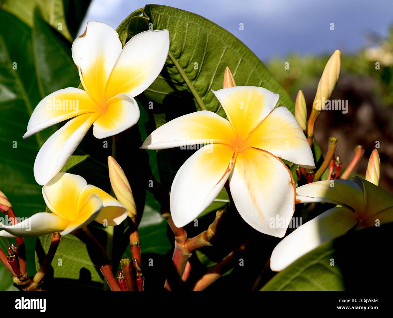 Closeup of plumeria flowers, Molokai, Hawaii, USA. Also known as ...