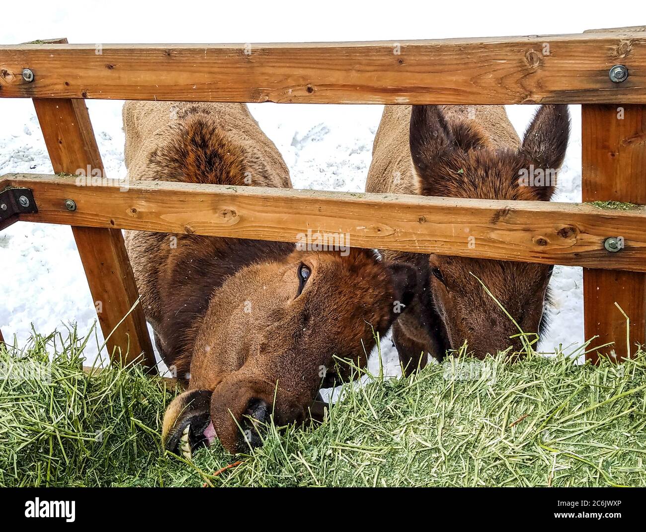 Hungry elk come in to eat from hay bales on a sled which takes people ...