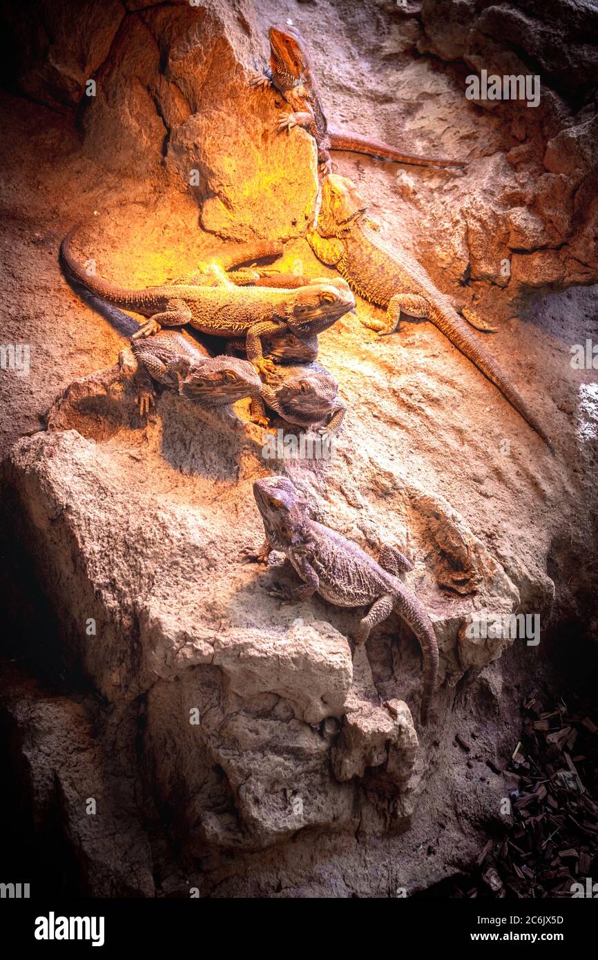 Bearded dragon (Pogona Vitticeps) lizards lying in the sun, Cape Town ...
