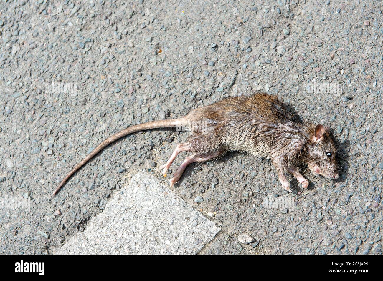 Slough, Berkshire, UK. 10th July, 2020. A dead rat on a street in ...