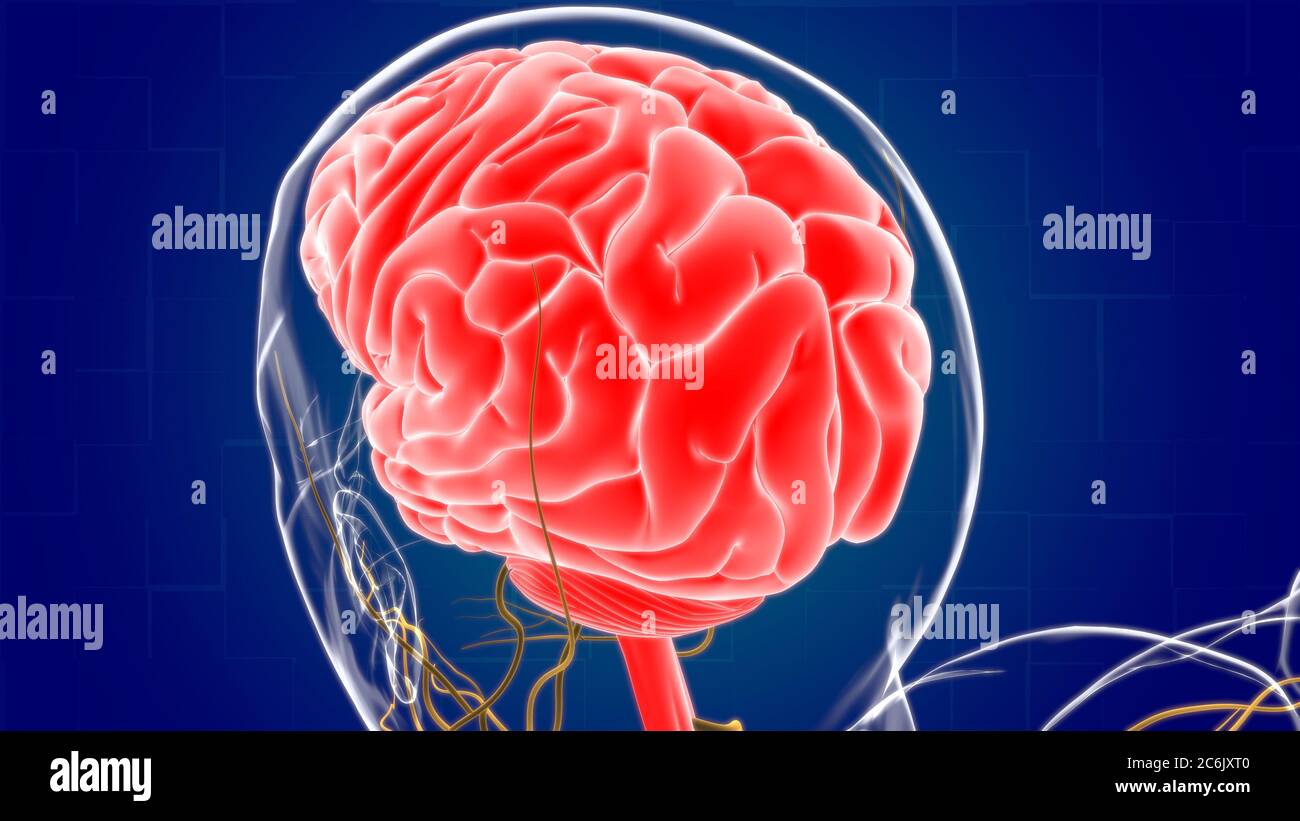 Human Brain Anatomy For Medical Concept 3D Illustration Stock Photo - Alamy