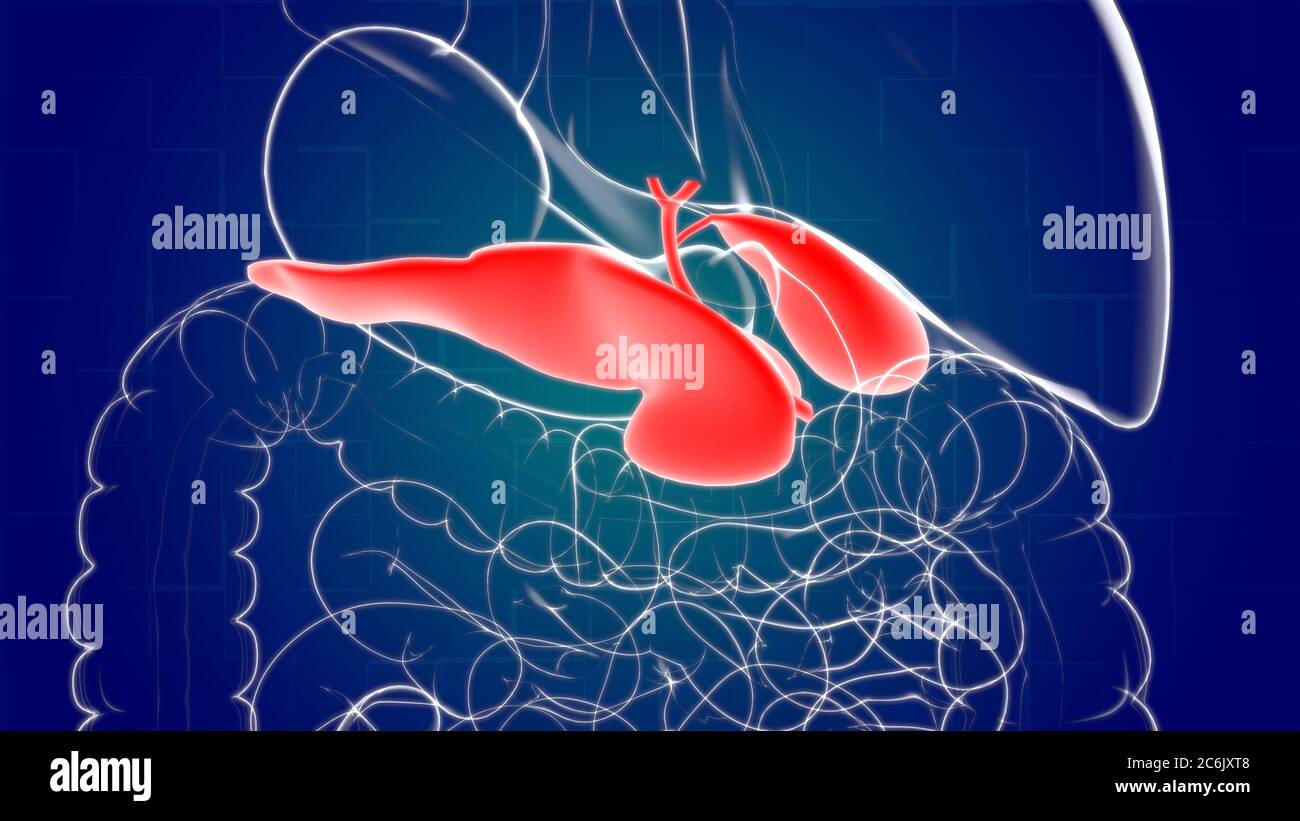 Gall Bladder Human Digestive System Anatomy For Medical Concept 3D ...