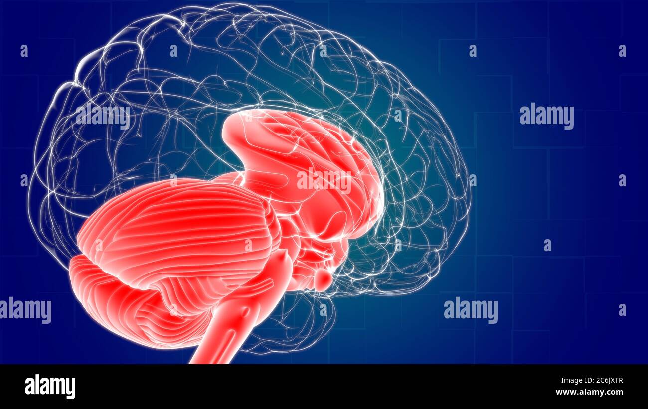 Human Brain inner parts Anatomy For Medical Concept 3D Illustration ...