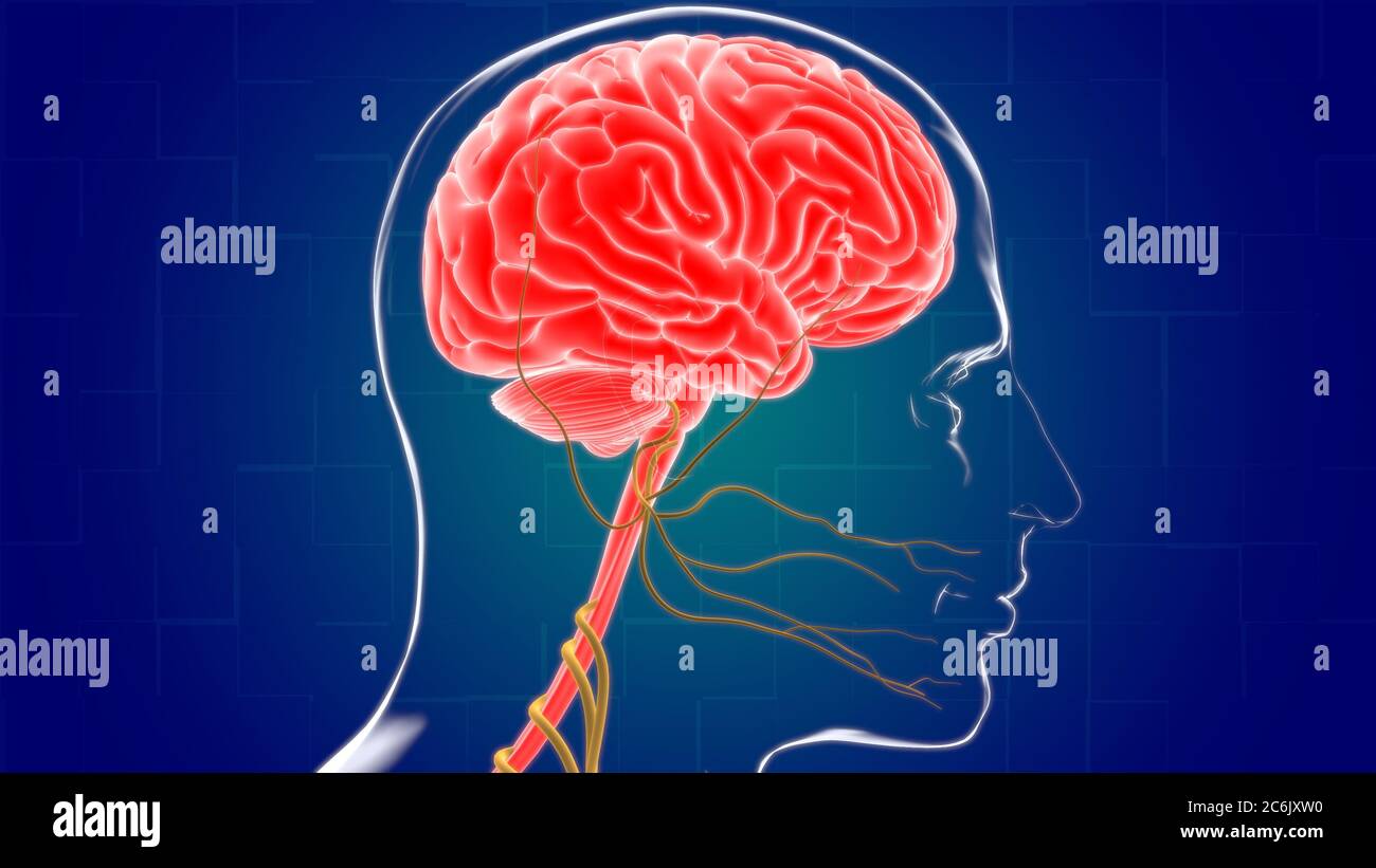 Human Brain Anatomy For Medical Concept 3D Illustration Stock Photo - Alamy