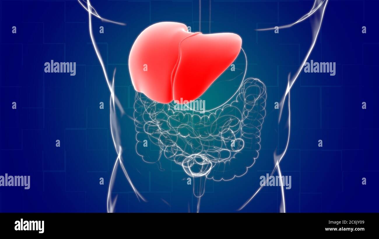 Liver 3D Illustration Human Digestive System Anatomy For Medical ...