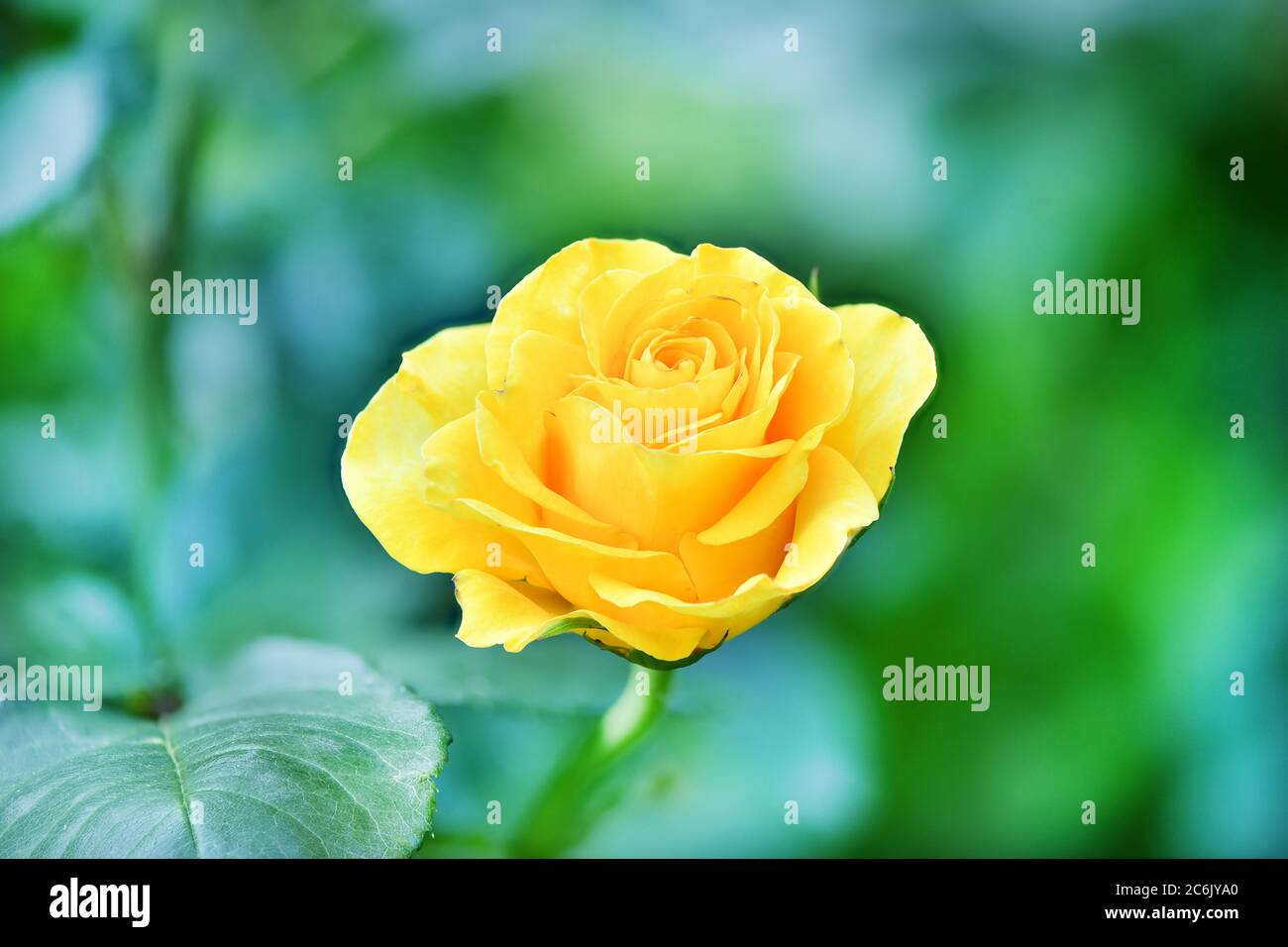 Perfect Single Yellow Rose with Leafs. Open, incredibly beautiful ...