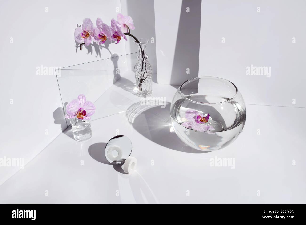 Geometric angular composition with phalaenopsis orchid flowers ...