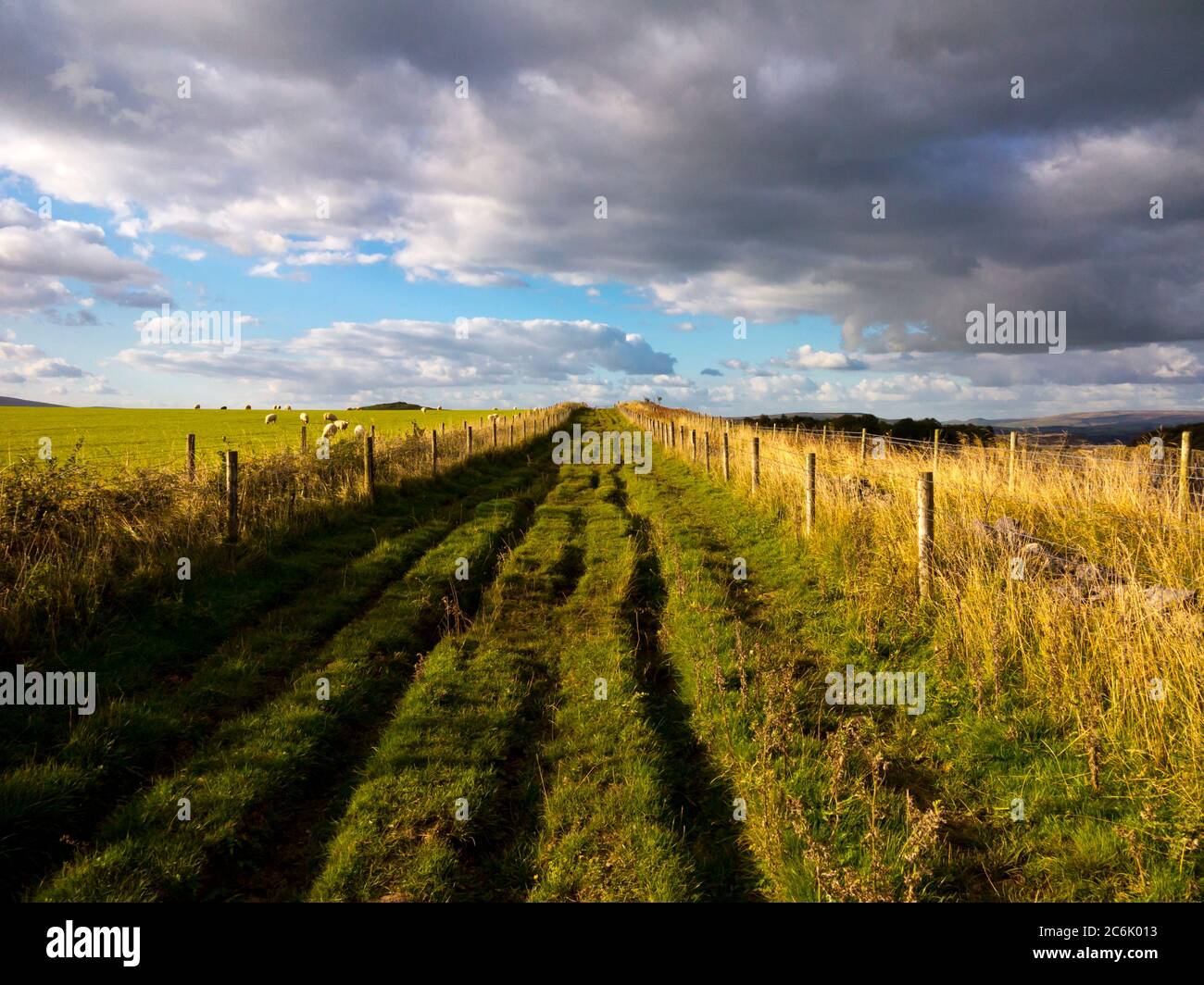 Grass track hi-res stock photography and images - Alamy