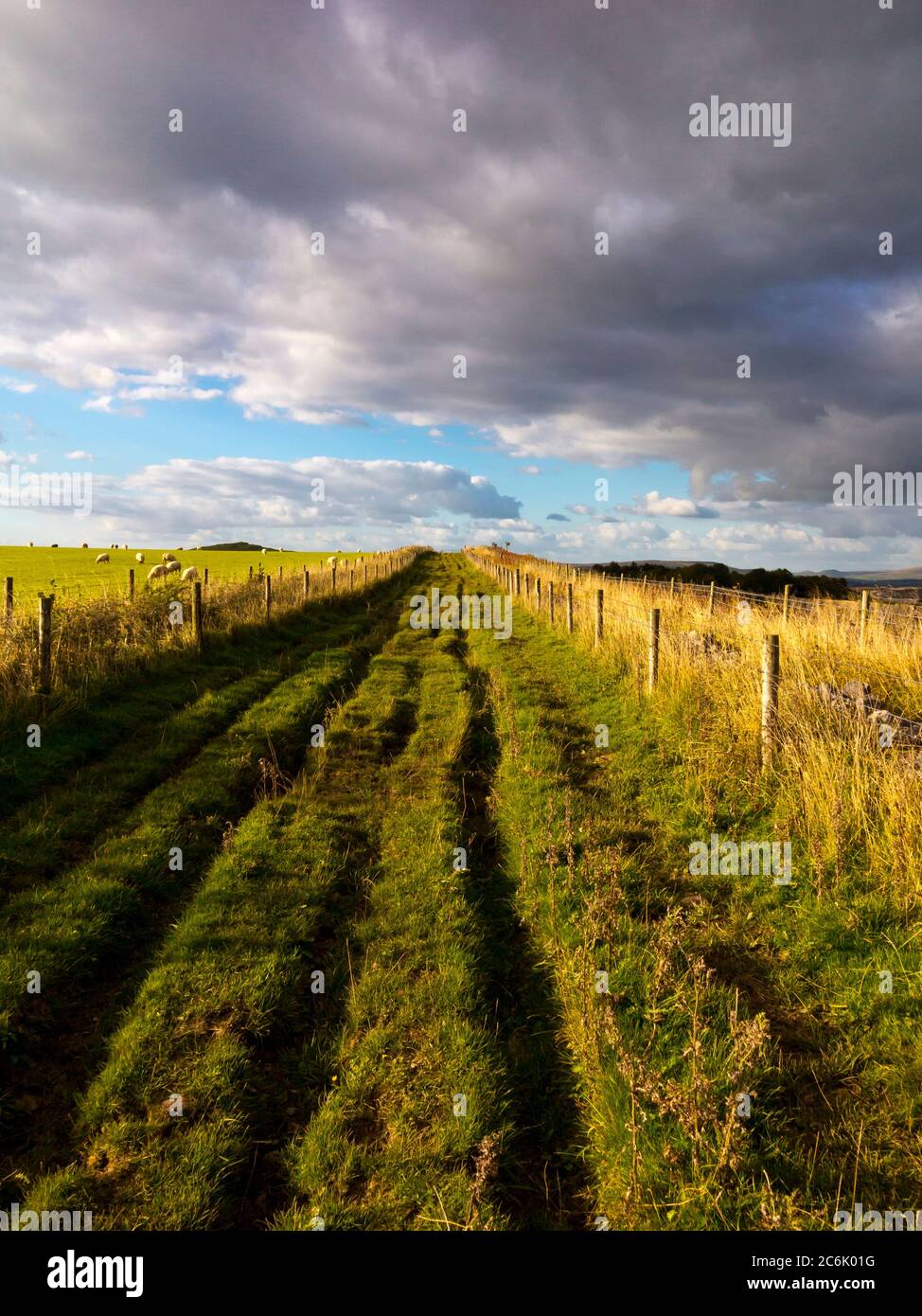 Grass track hi-res stock photography and images - Alamy