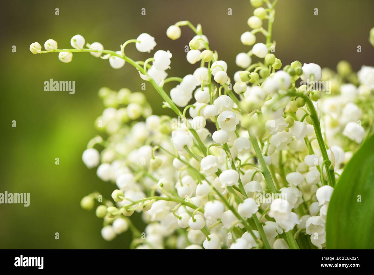 Lily of the valley flowers. Natural background with blooming lilies of ...