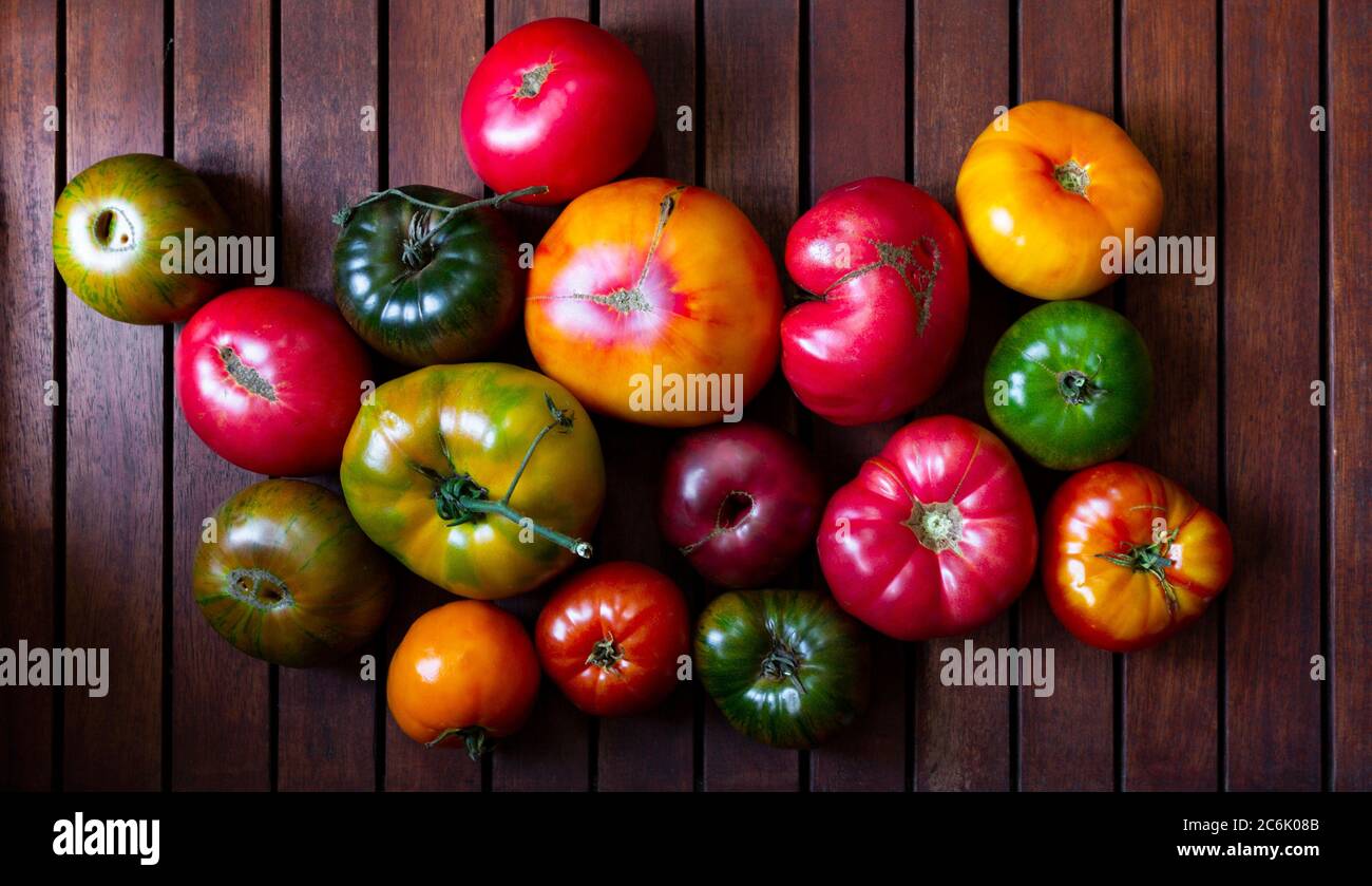 Variety of multi-colored rare tomatoes. Colorful red, yellow, green ...