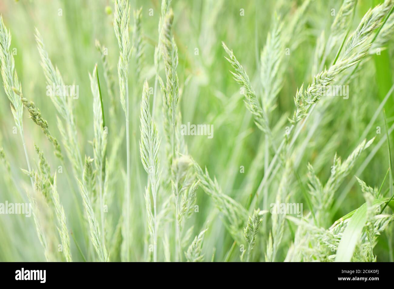 Blooming grass ear close up detail, blurry landscape background. High ...