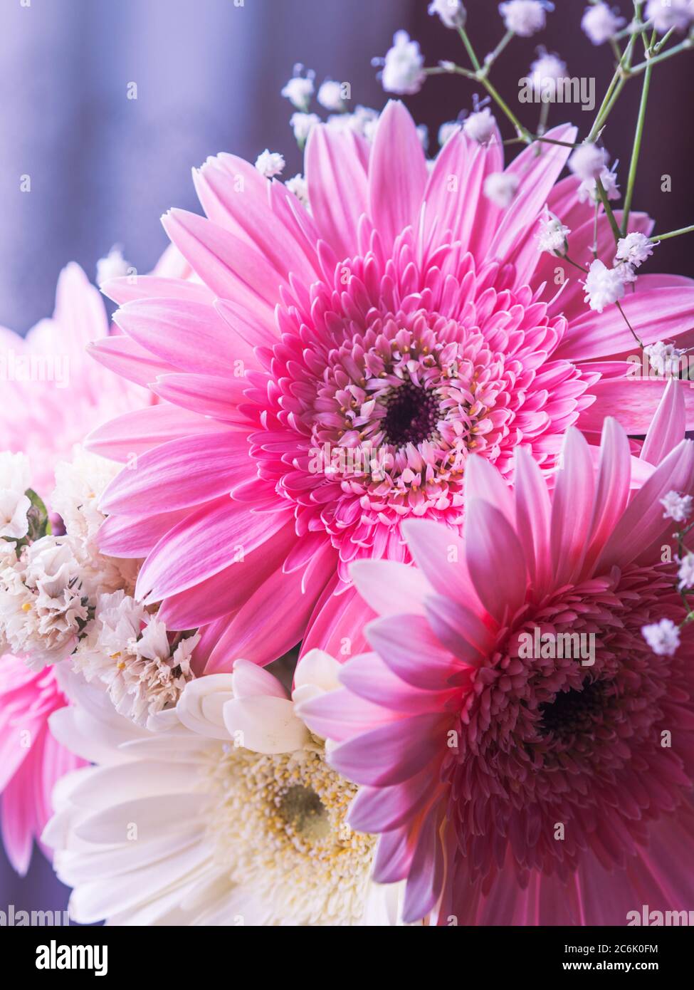 Dark pink gerbera daisy flowers bouquet Stock Photo - Alamy