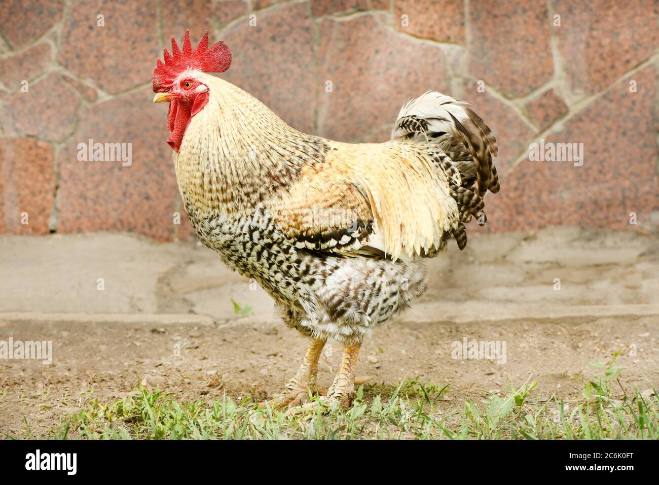 Portrait of rooster in the countryside in chicken coop. High resolution ...