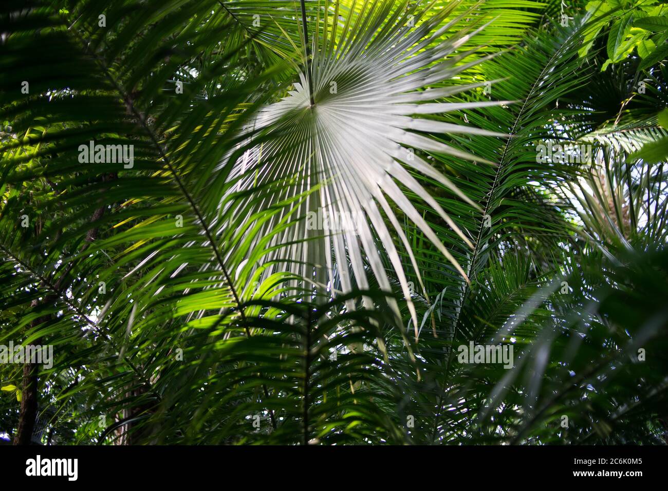 Plants in a botanical garden. Tropical and subtropical climate flowers ...