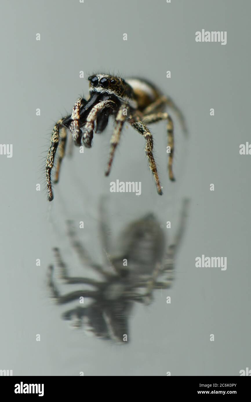 Jumping Spider (Salticus scenicus) on mirror background. High ...