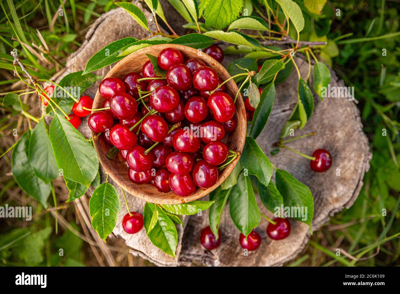 Flat lay of fresh ripe juicy sour cherries with leaves in wooden bowl ...