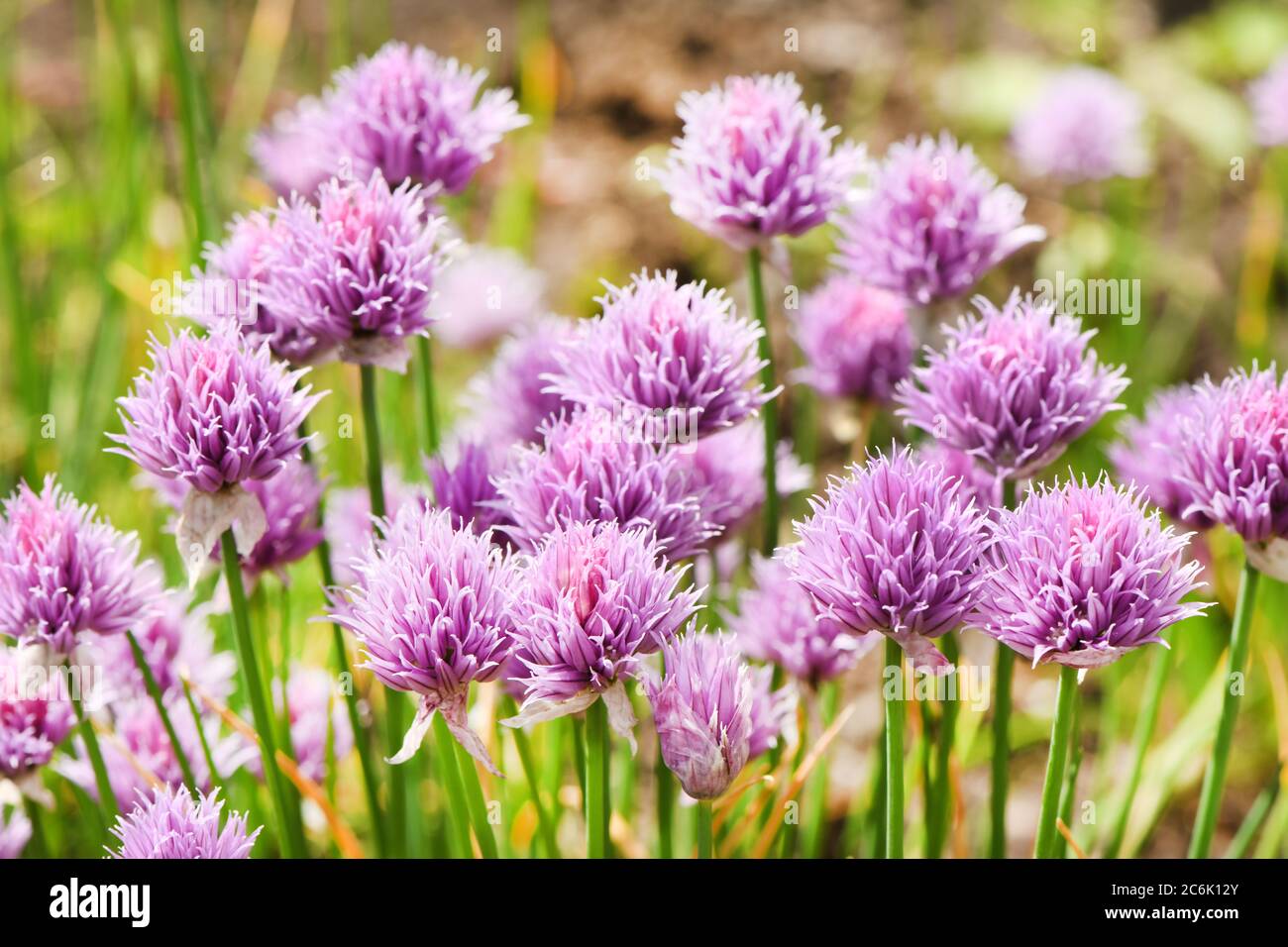 Siberian onion (Decorative onion). Blossom allium on garden background ...