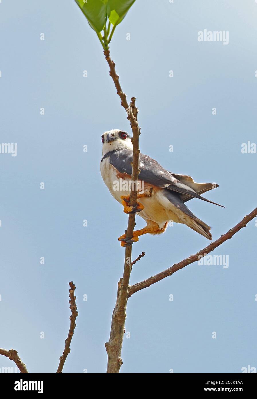 Pearl kites hi-res stock photography and images - Alamy