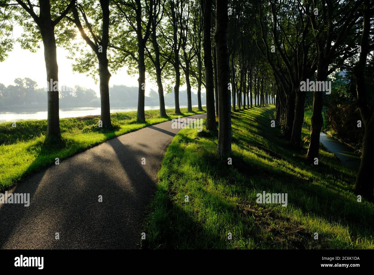 A quiet cycle path between an avenue of trees in the early sunlight ...