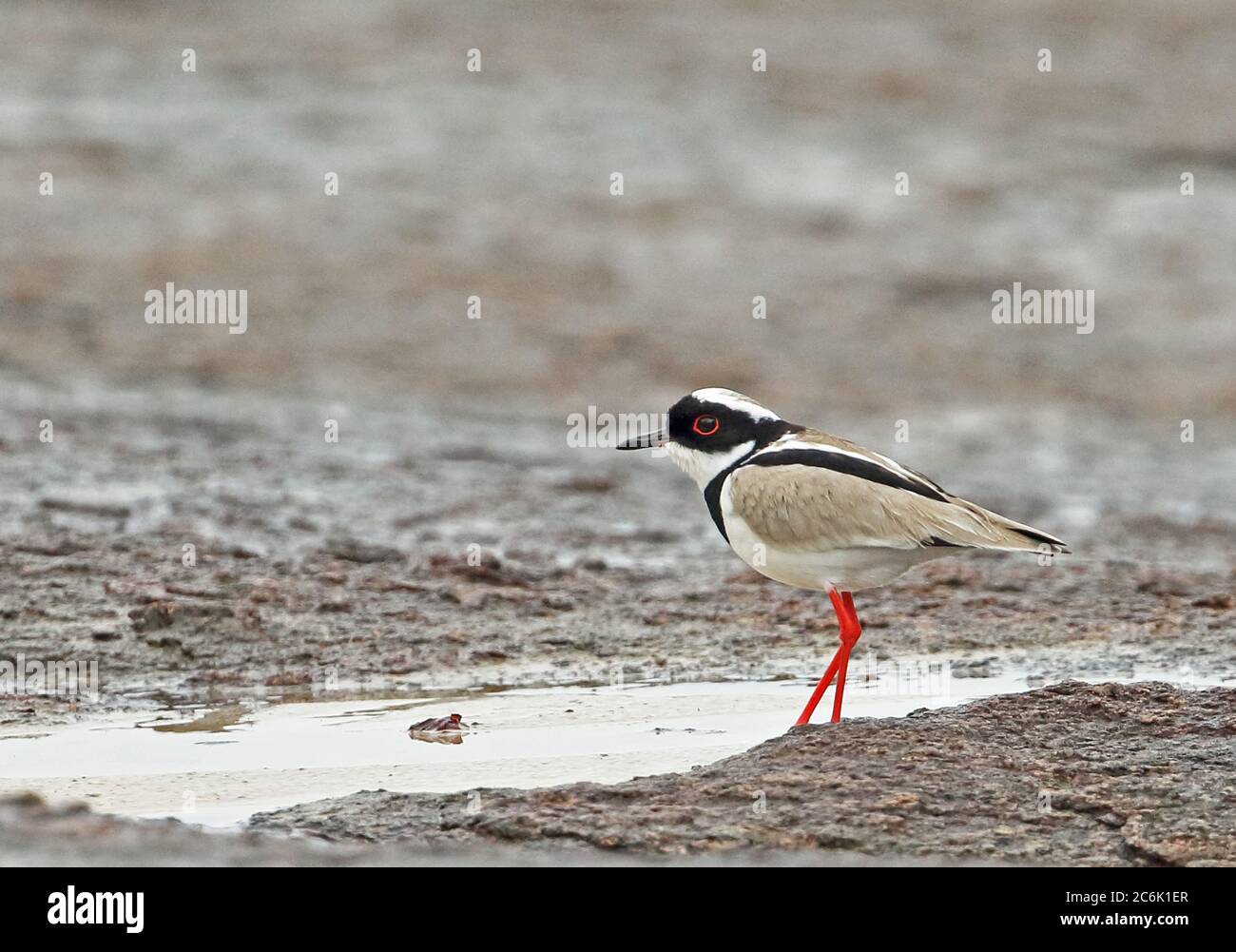 Pied lapwing hi-res stock photography and images - Alamy