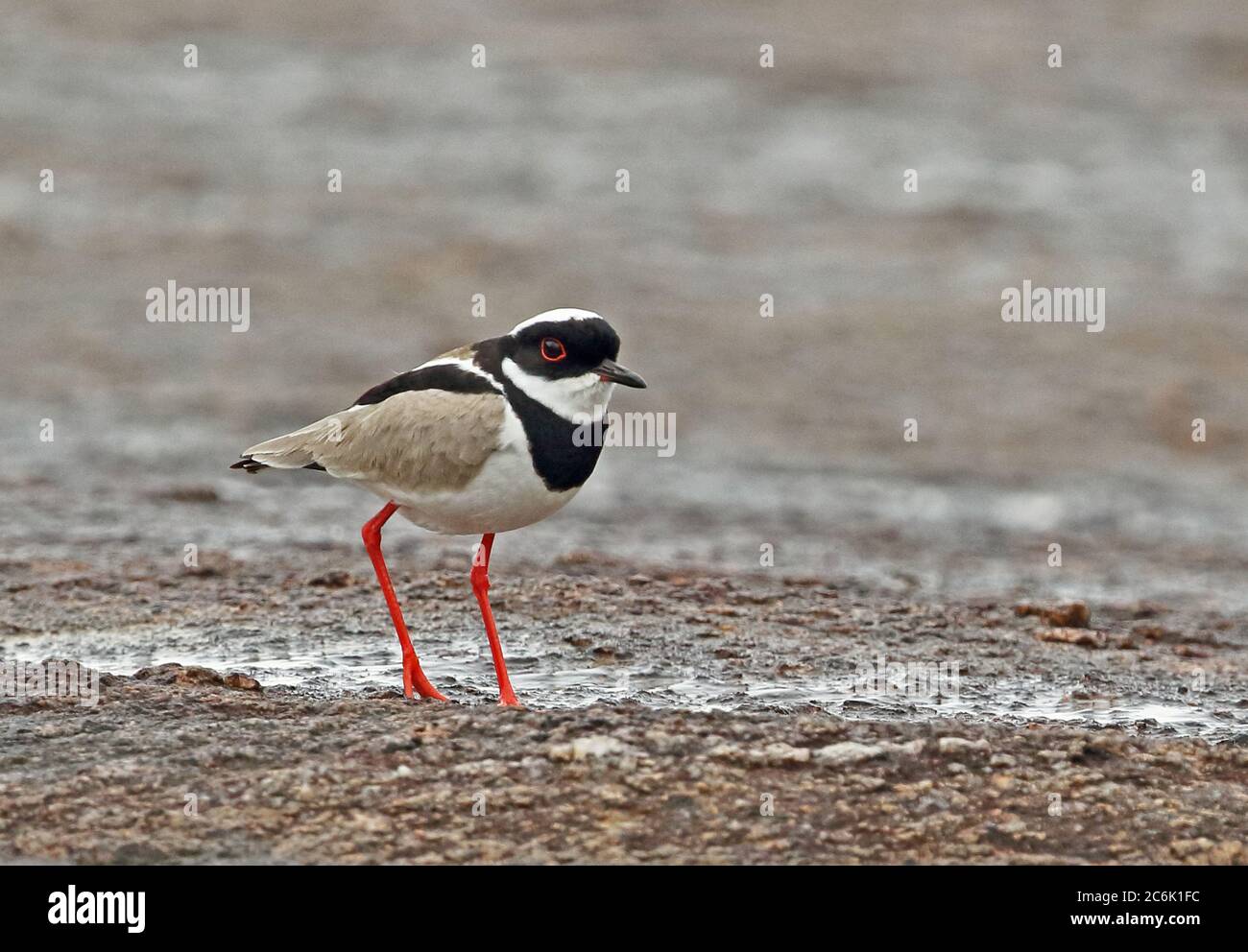 Pied Lapwing (Hoploxypterus cayanus) adult standing by small pool ...