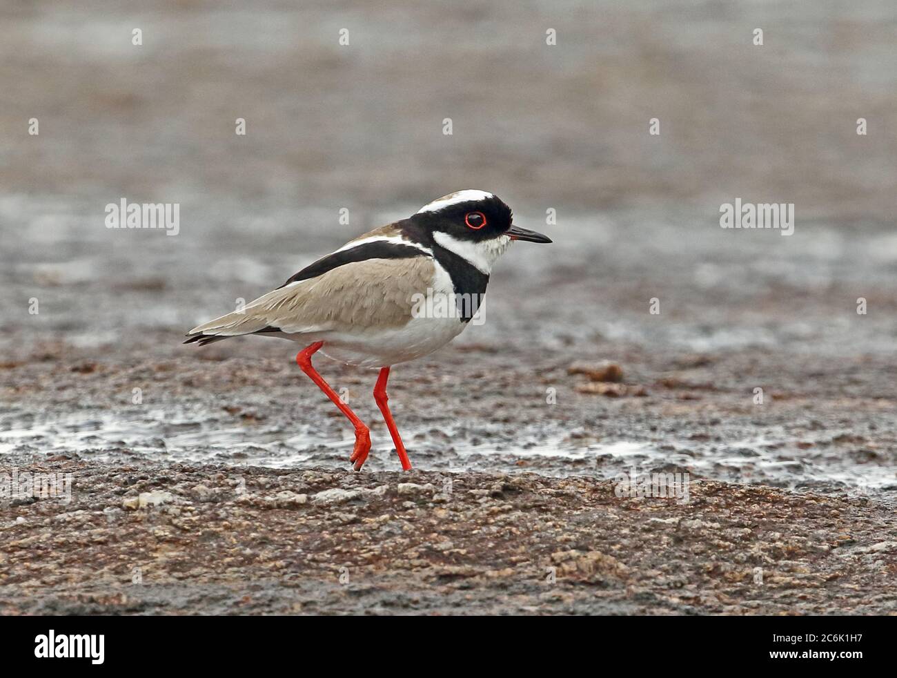 Pied Lapwing (Hoploxypterus cayanus) adult standing on rocky ground ...
