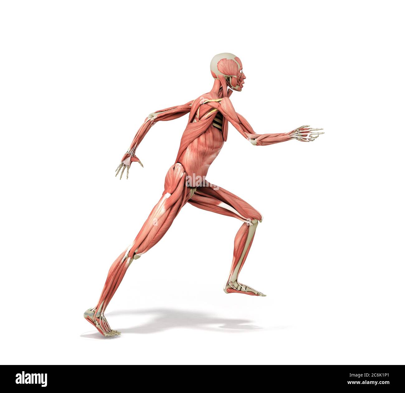 medically accurate illustration of a human muscle system run pose 3d ...