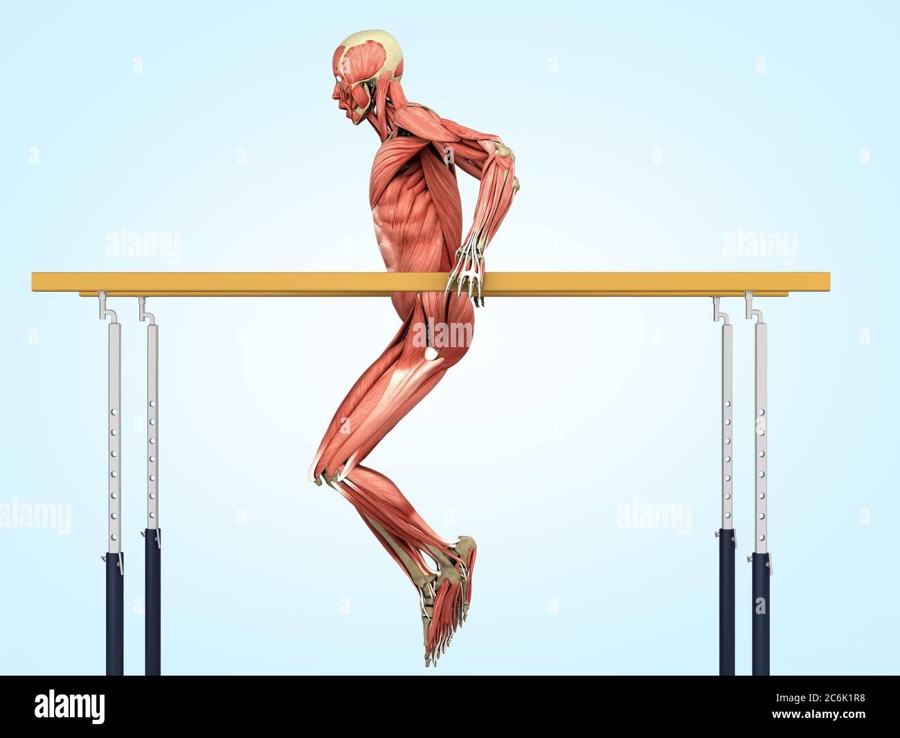 medically accurate illustration work of the human muscular system when ...