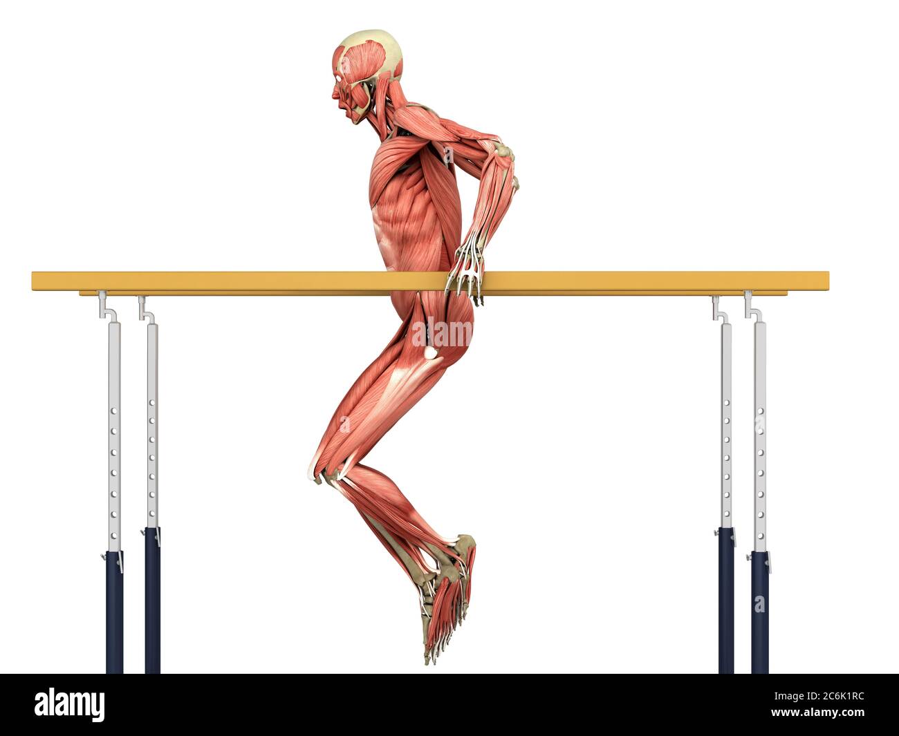 Human body sports 3d Cut Out Stock Images & Pictures - Alamy