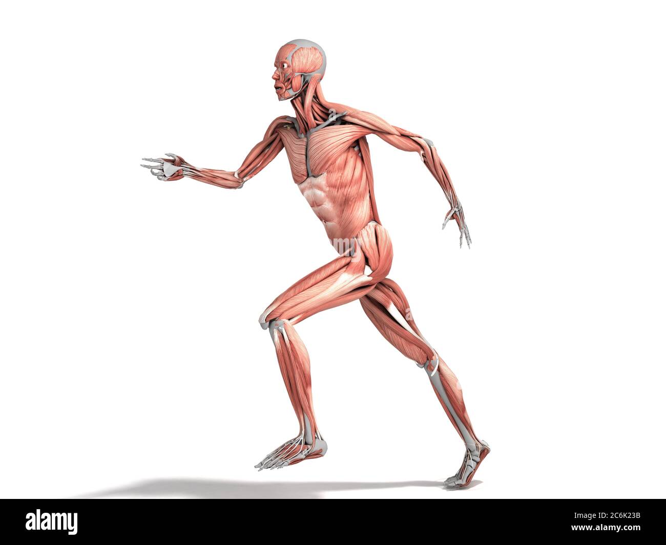 medically accurate illustration of a human muscle system run pose 3d ...