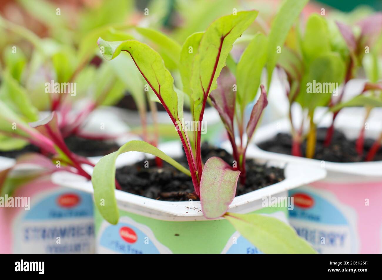 Beetroot seedlings. Beta vulgaris 'Rainbow Mixed' beetroot seedlings in ...