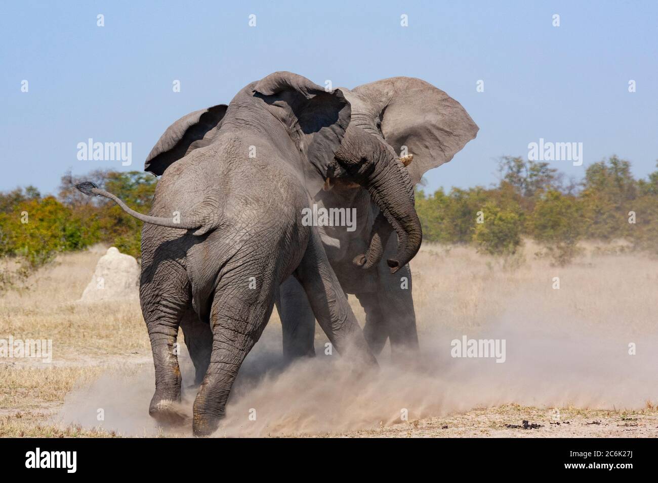 Two African Bull Elephants fighting in the Savuti region of northern ...
