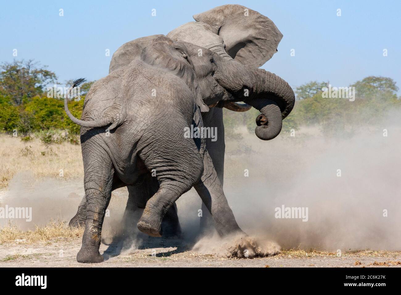Two African Bull Elephants fighting in the Savuti region of northern ...