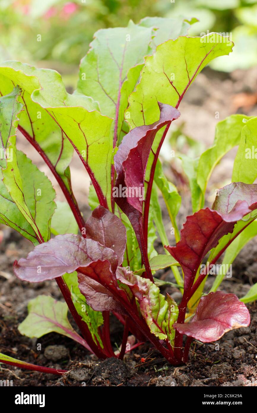 Beta vulgaris 'Rainbow Mixed'. Young beetroot plants growing in a ...