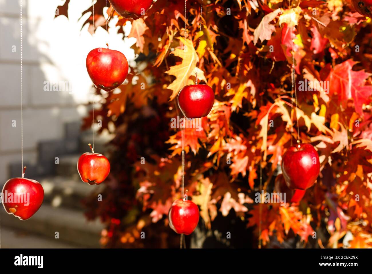 Autumn Still Life photo zone decor Ukraine Russia viburnum tree apples ...