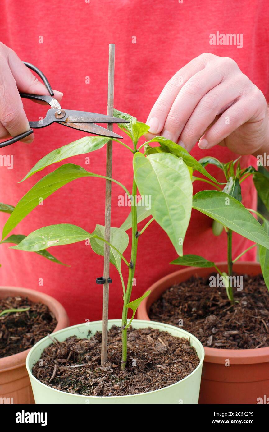 Pinching out chilli plant hi-res stock photography and images - Alamy