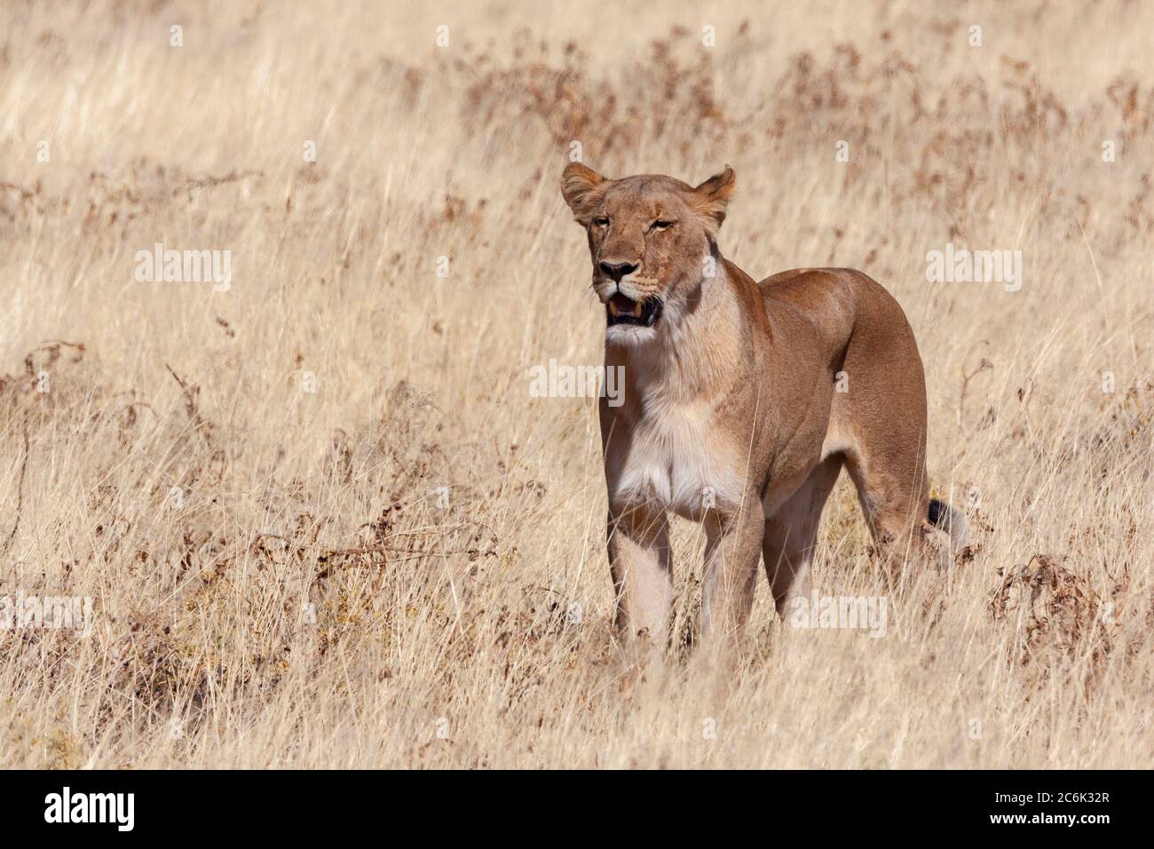 Lioness hunting hi-res stock photography and images - Alamy