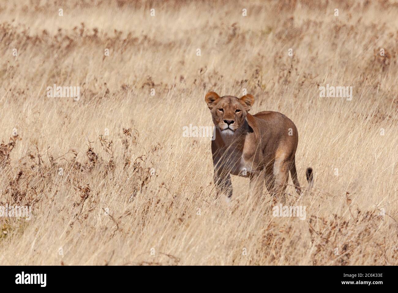 Lioness hunting (Panthera leo) in Etosha National Park in Namibia ...