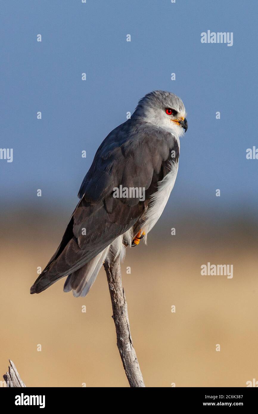 Black-Winged Kite (Elanus caeruleus) also known as the Black-Shouldered ...