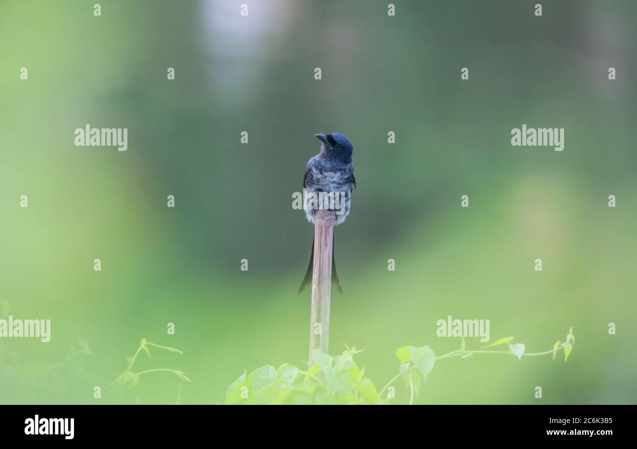 A wild bird on the bamboo in natural habit Stock Photo - Alamy