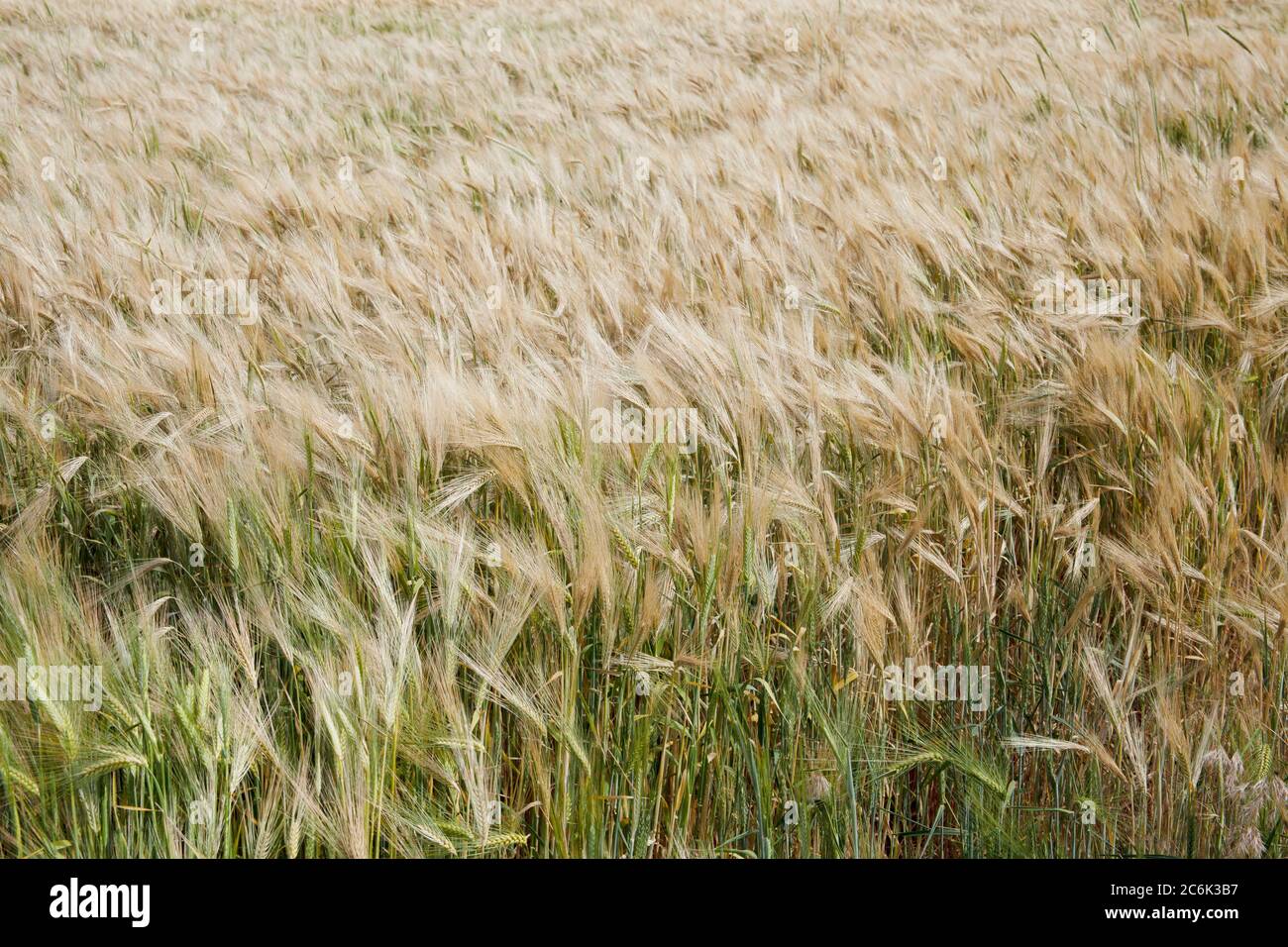 Cereal fields before harvesting. Wheat field Stock Photo - Alamy
