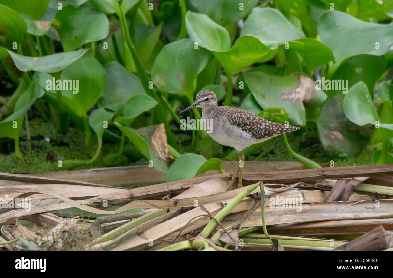 wild bird sandpiper moving his own habitat at wetland Stock Photo - Alamy
